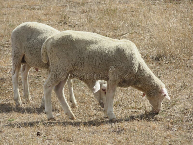 Sheep Wool Milk Animal Grazing Lying Farm Cheese Stock Image - Image of ...