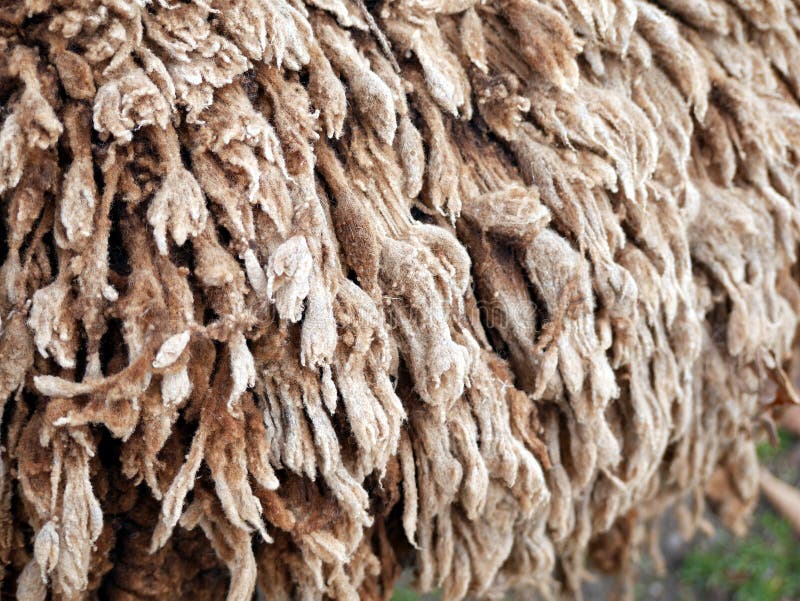 243 Tangled Wool Sheep Stock Photos - Free & Royalty-Free Stock Photos ...