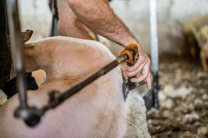 Sheep Wool Shearing by Farmer. Shearing the Wool from Sheep. Stock ...