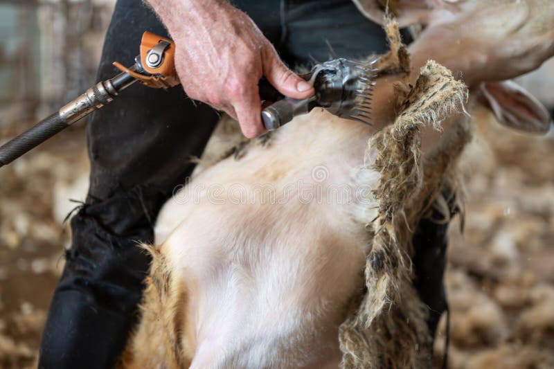 Sheep Wool Shearing by Farmer. Shearing the Wool from Sheep. Stock ...