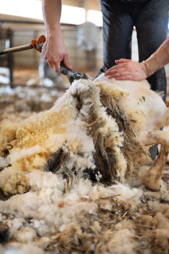 Sheep Wool Shearing by Farmer. Shearing the Wool from Sheep. Stock ...