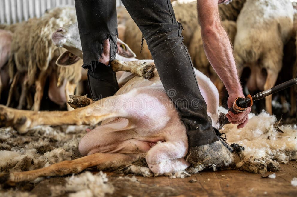 Sheep Wool Shearing by Farmer. Shearing the Wool from Sheep. Stock ...