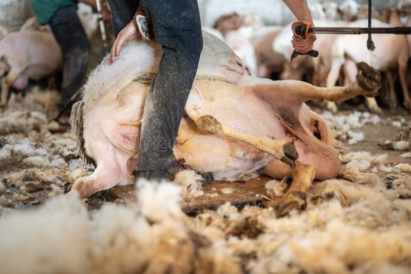 Sheep Wool Shearing by Farmer. Shearing the Wool from Sheep. Stock ...