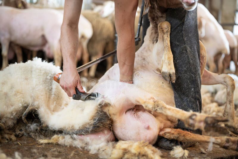 Sheep Wool Shearing by Farmer. Shearing the Wool from Sheep. Stock ...