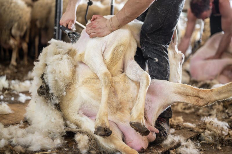 Sheep Wool Shearing by Farmer. Shearing the Wool from Sheep. Stock ...