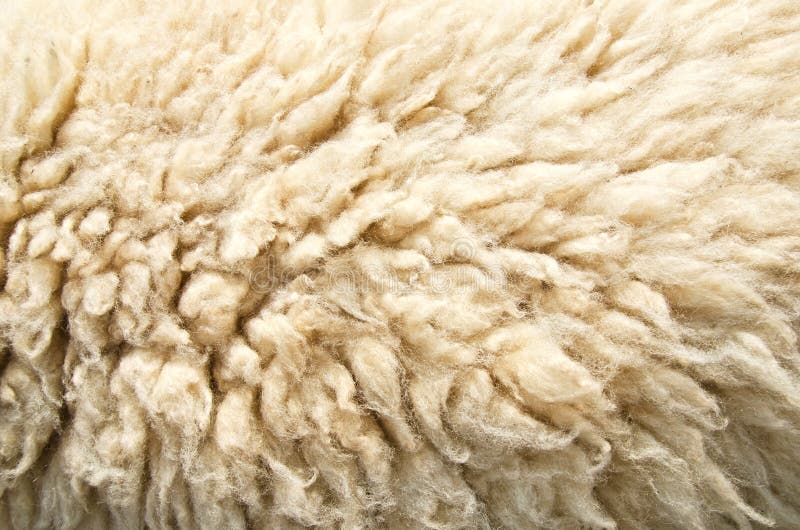 Sheep Wool Skin Royalty Free Stock Photo - Image: 36545705
