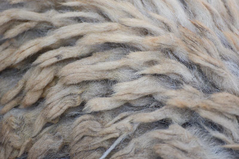 Sheep wool texture stock photo. Image of sheepskin, curly - 108606282