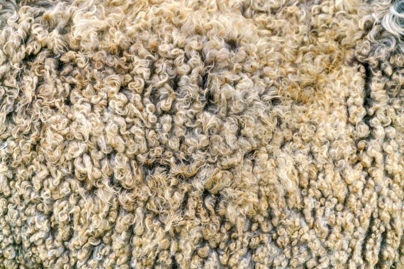 Sheep Wool Texture Golden Fleece Stock Image Image Of Fiber Nature 255126161
