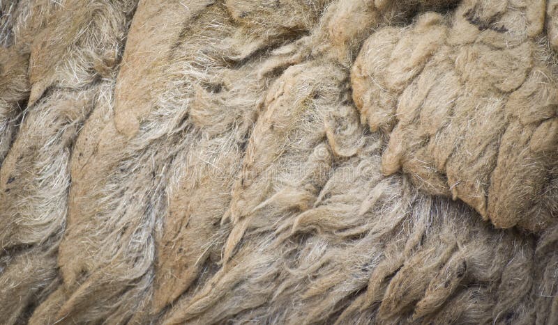 Sheep wool texture stock photo. Image of animal, closeup - 108606286