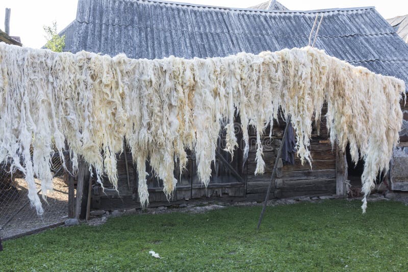 Sheep Wool To Dry in the Open Air Stock Image - Image of fence, flock ...