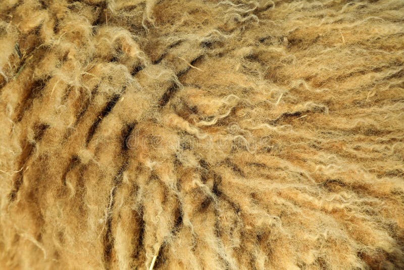 Sheep Wool on Whole Background, Close Up Stock Image - Image of texture ...