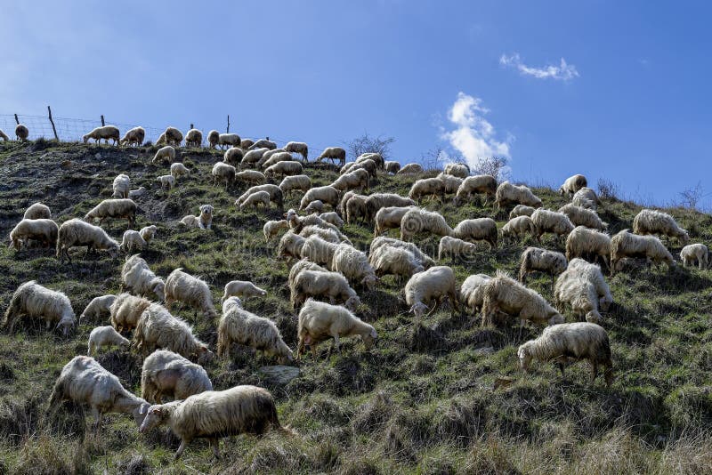 Sheep` at work stock photo. Image of farming, europe - 194197978