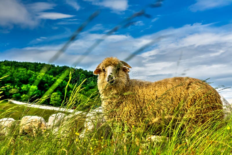 Sheep stock photo. Image of animal, agricultural, wool - 41182446