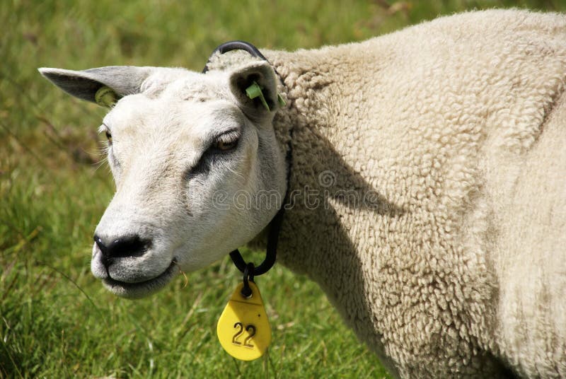 Sheep stock image. Image of livestock, farm, woolly, fleece - 41566473