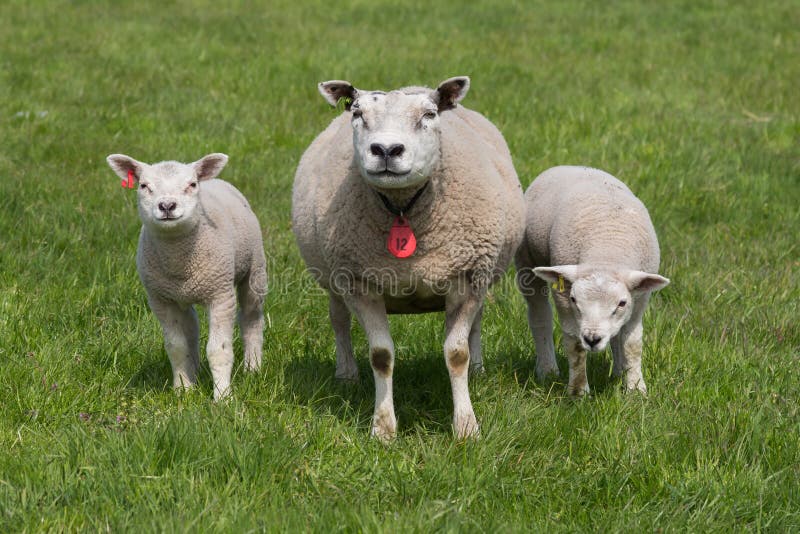 Sheep with young lambs stock photo. Image of nature, tagged - 53289180