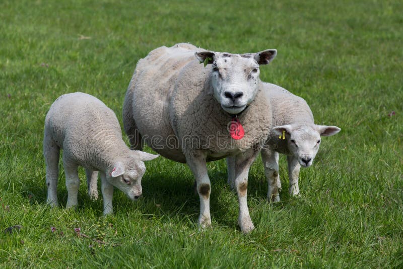 Sheep with young lambs stock image. Image of nature, grassland - 53289221