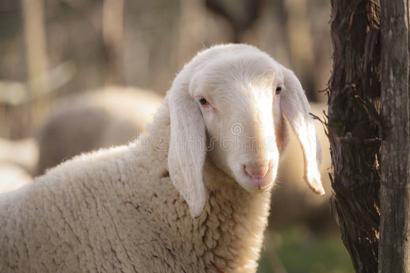 Sheep stock image. Image of farming, farm, farmland, mammal - 49417291