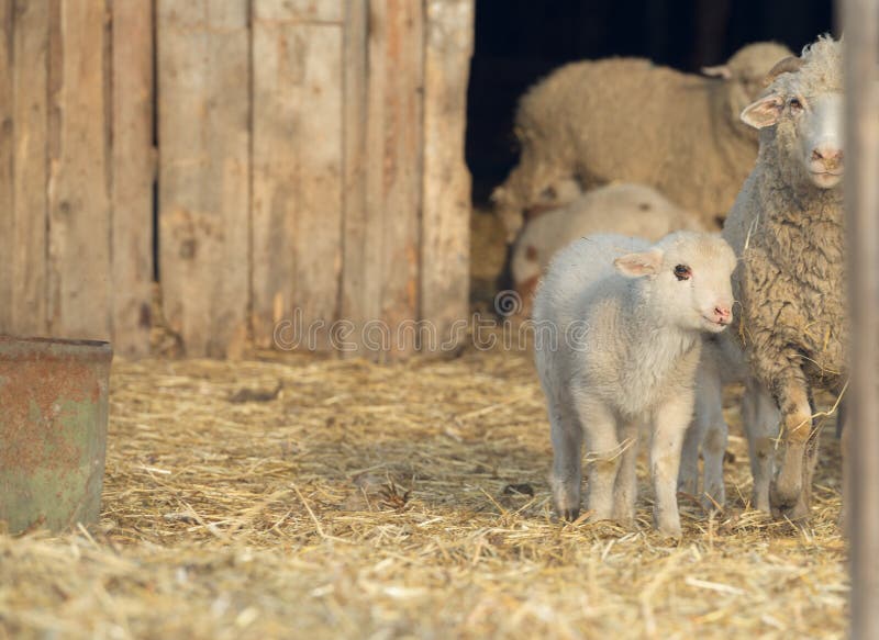 Sheep with young sheep stock image. Image of meat, curious - 71758801