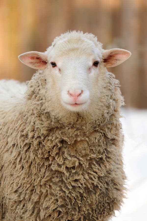 Sheep in winter time stock image. Image of background - 109349163