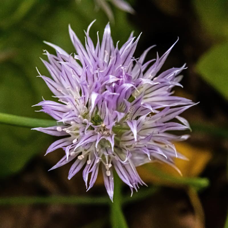 Sheepbit Growing in the Wild Stock Image - Image of color, spring ...