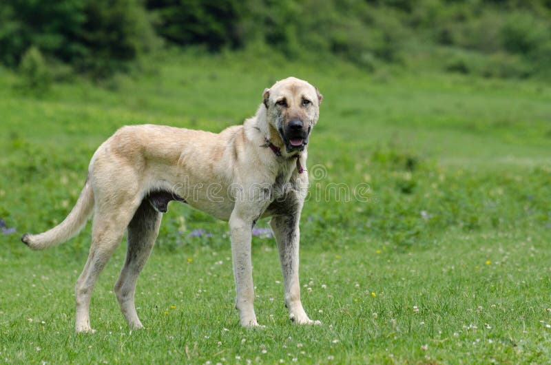 Chien Chien De Berger Anatolien, Turquie Photo stock - Image du ...
