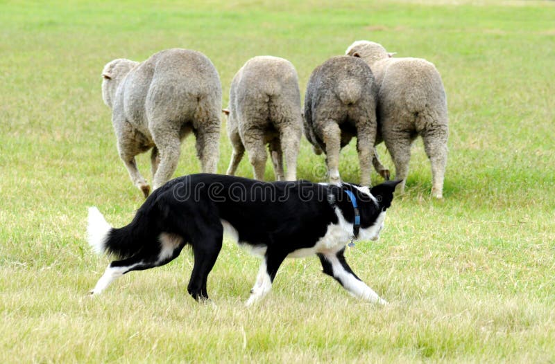 Sheepdog stock image. Image of livestock, working, sheep - 8246057