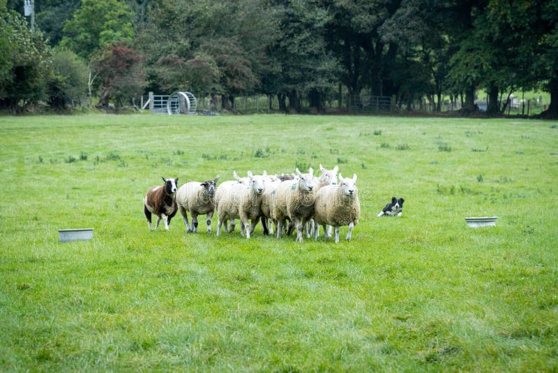 Sheepdog: Border Colie Drives Sheeps Stock Photo - Image of drive ...