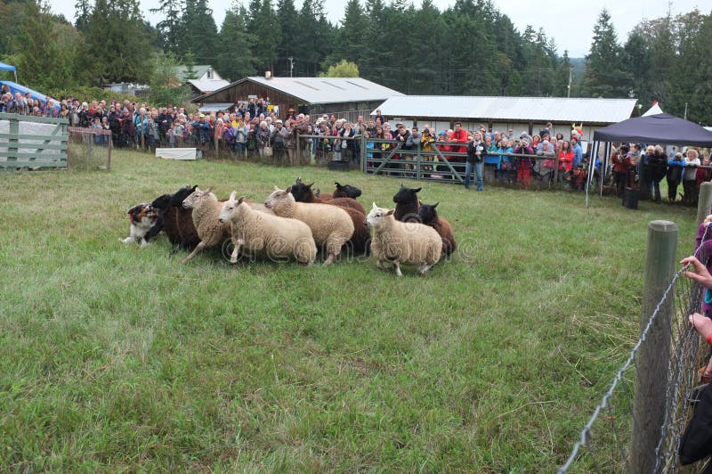 Sheepdog demonstration editorial photo. Image of mammal - 63185966