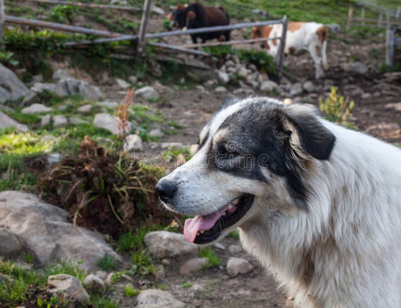 Sheepdog on the farm stock photo. Image of flock, mutt - 179809838