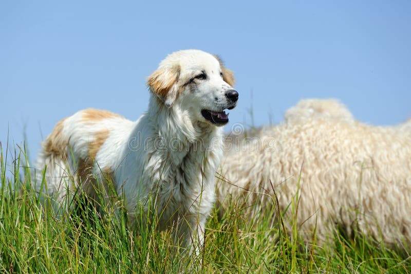 Sheepdog Guarding a Flock of Sheep Stock Image - Image of guard ...