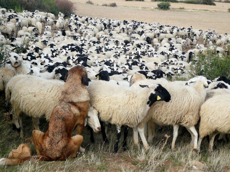 Sheep vs Dog stock photo. Image of working, border, challenging - 3174960