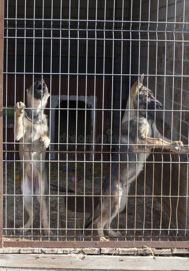 Puppies in the dog pound stock image. Image of domestic - 19710485