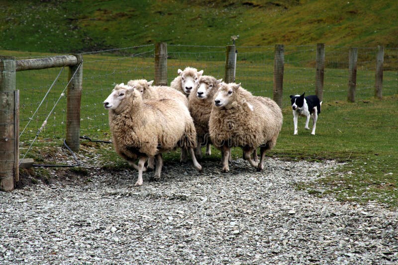 Sheepdog with sheep stock photo. Image of herd, field - 10492208