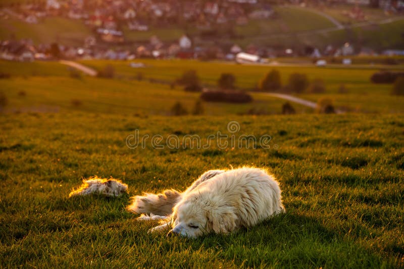 Sheepdog Sleeping in a Mountain Pasture at Sunset Stock Image - Image ...