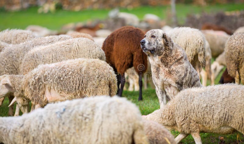 Sheperd dog stock photo. Image of crowd, outdoors, countryside - 23033512