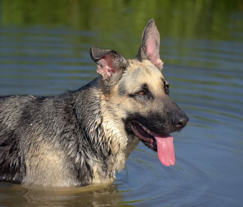 Sheepdog wet on the lake stock image. Image of natural - 122495921