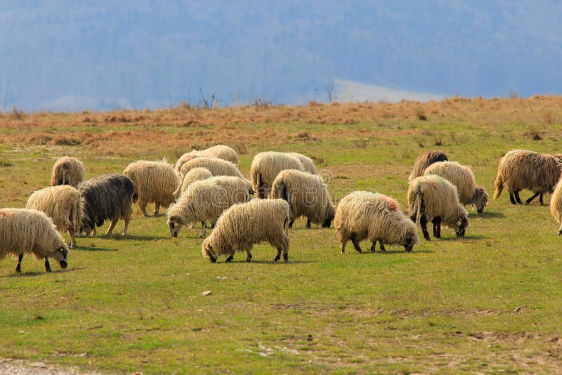 Sheepfold and Grazing Sheep Flock Stock Photo - Image of breed, animals ...