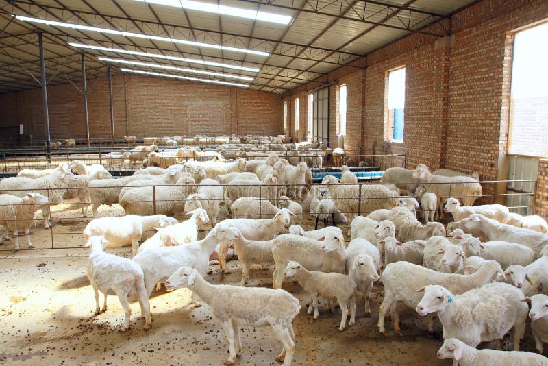 Sheepfold stock image. Image of fell, common, hill, black - 102224657
