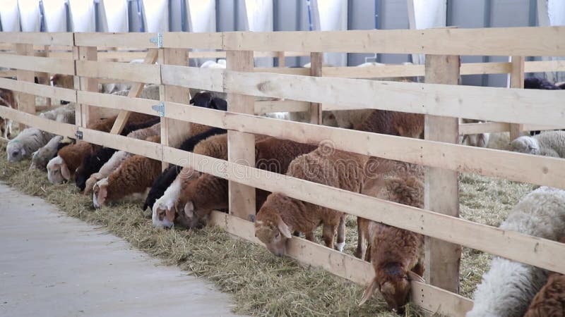 Sheepfold for Sheep Farm for Sheep. Mock Sheep for Meat. Stock Footage ...
