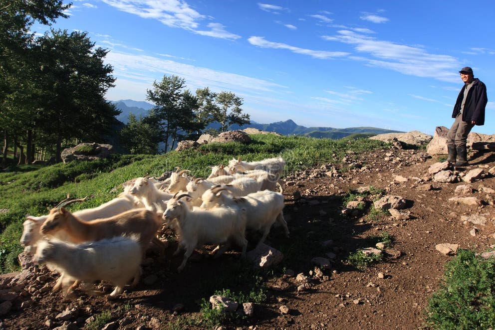 Sheepherder and sheep editorial photo. Image of farming - 32682031