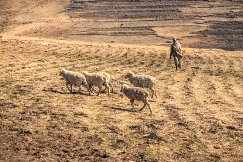 263 Sheepishness zdjęć stockowych - bezpłatne i z licencją Royalty Free ...