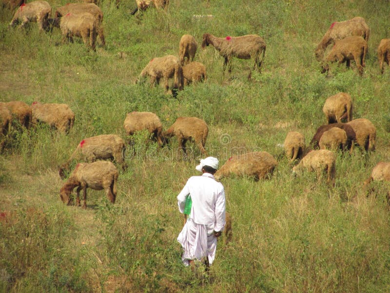 263 Sheepishness zdjęć stockowych - bezpłatne i z licencją Royalty Free ...