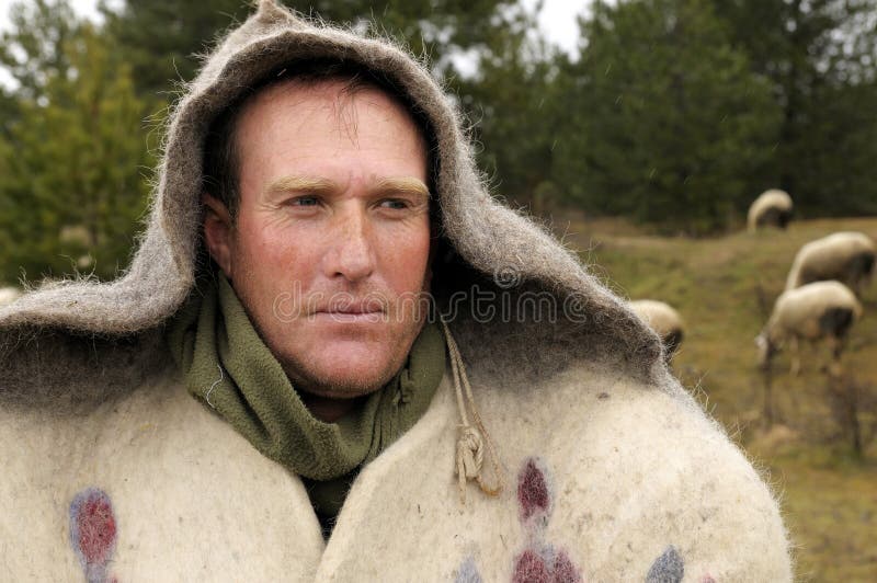 Sheep and shepherd stock image. Image of fields, domesticated - 10653781