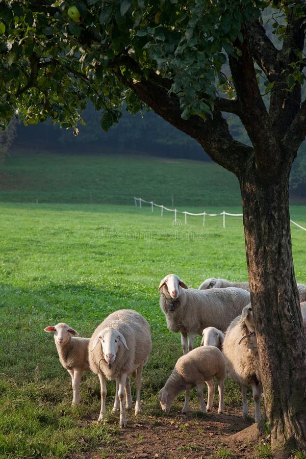 Sheeps stock image. Image of nature, stockbreeding, wool - 14269723