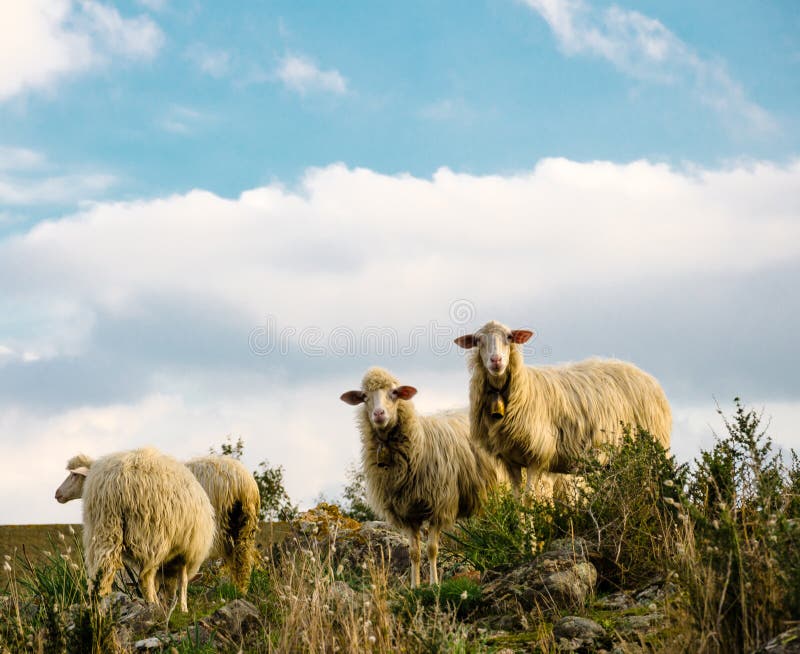 Sheeps stock photo. Image of sheep, sardinia, wool, farm - 28443948