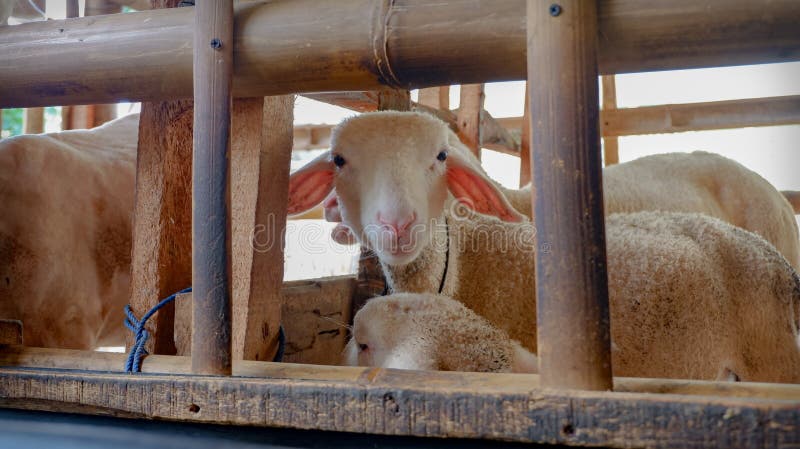 Sheeps in the barn stock image. Image of sheep, herd - 261674533