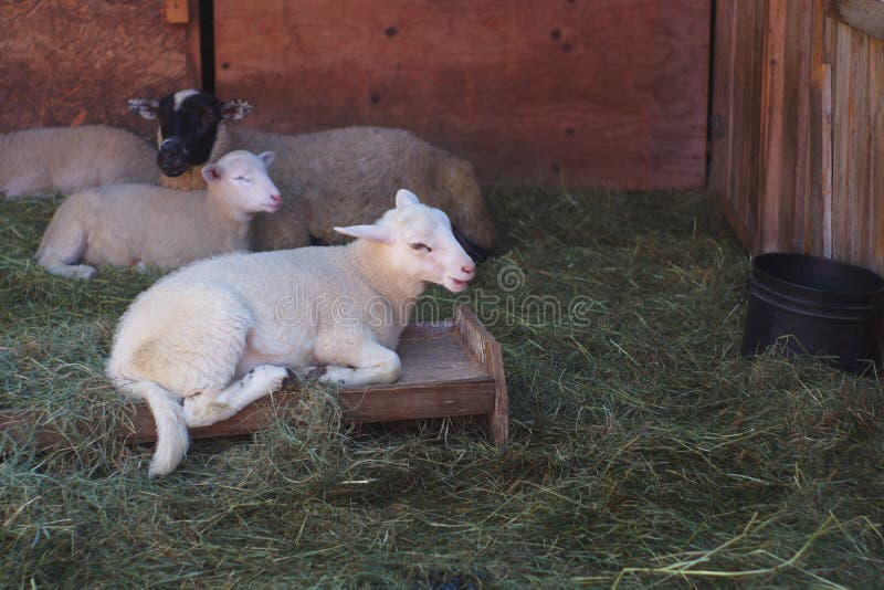 Sheeps in a Barn Resting on Hay Stock Image - Image of animals ...