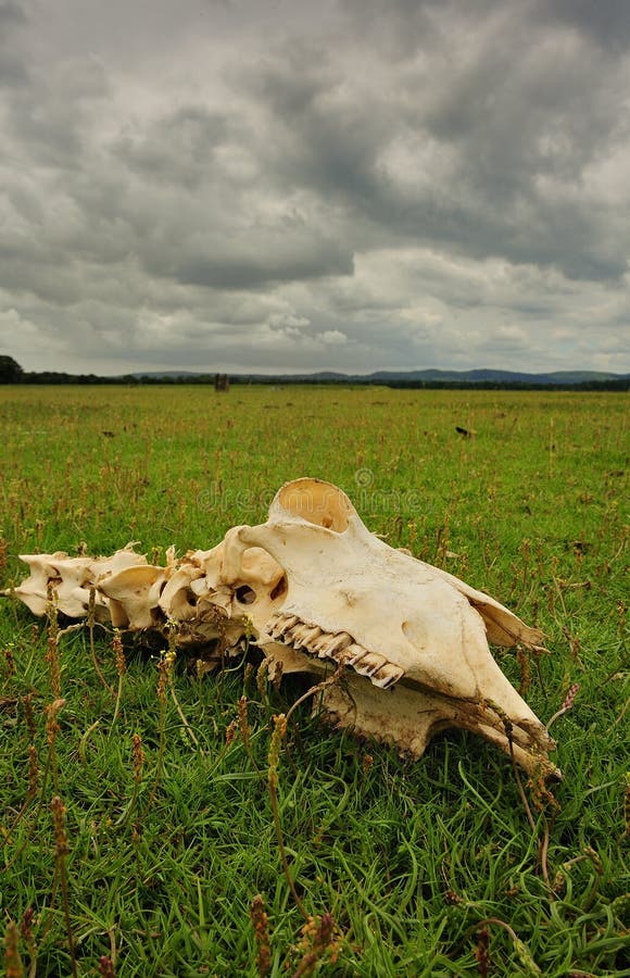 Sheep Skull (Ovis aries) stock image. Image of dead, menacing - 22960387