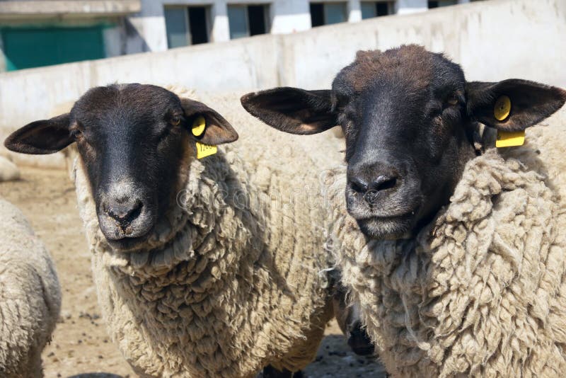 Sheeps stock image. Image of sheepcote, sheeps, mammals - 69028331