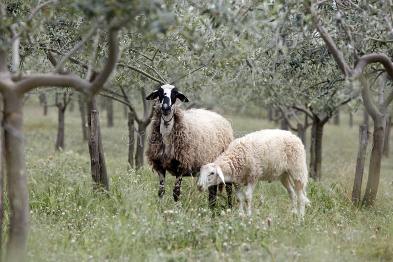 Sheeps stock image. Image of pasturage, pastor, life - 34938489